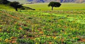 Namibia's plants - Botanical Society of Namibia