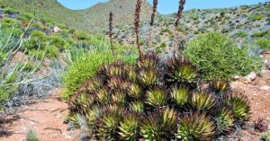 Namibia's plants - Botanical Society of Namibia