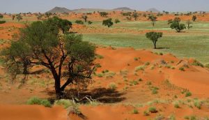 Biomes and vegetation types - Botanical Society of Namibia