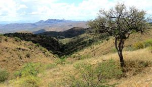 Biomes and vegetation types - Botanical Society of Namibia